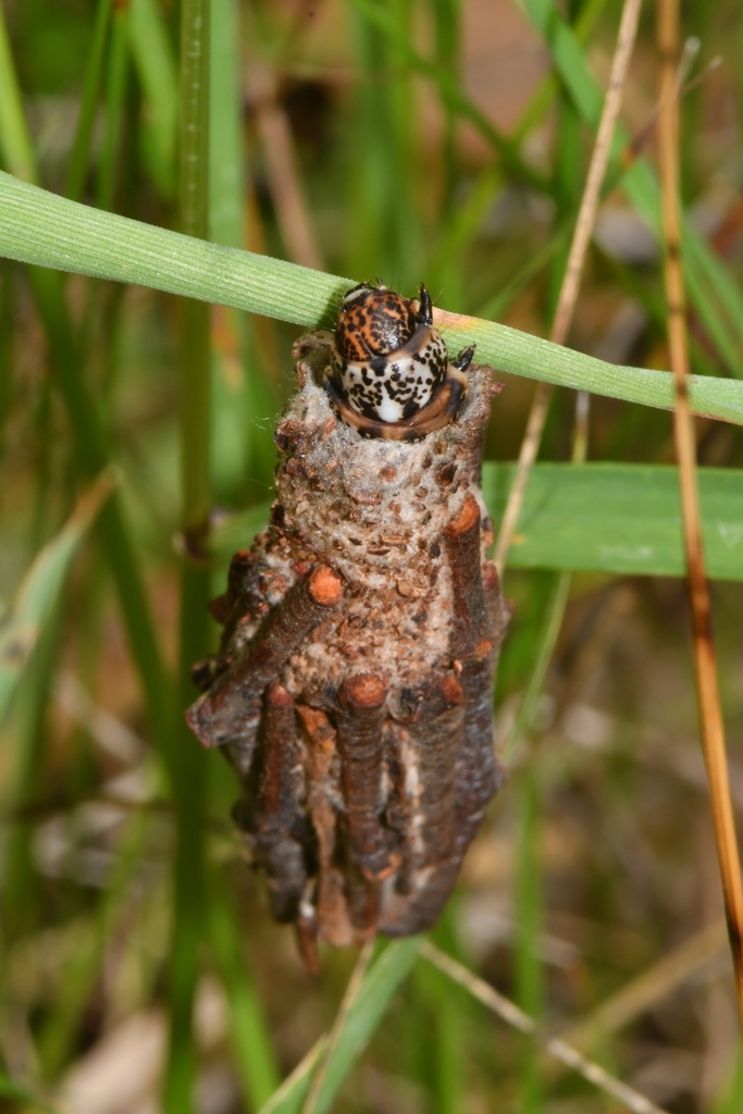 Common Case Moth from Frankston South VIC 3199, Australia on November ...