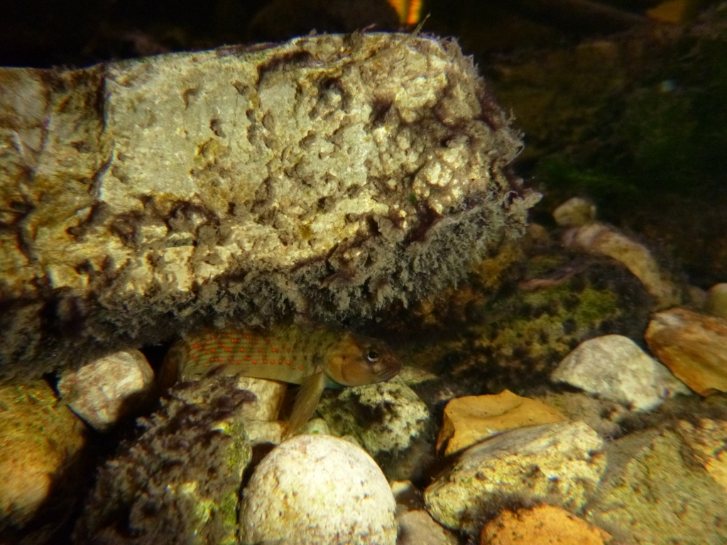 Bluebreast Darter in February 2015 by Iris Copen · iNaturalist