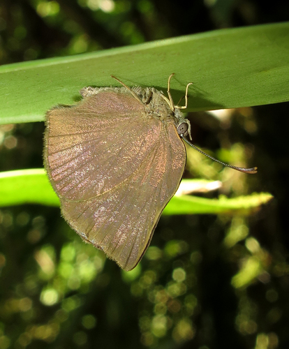 Mariposa Blanquita Falcada (Theope phaeo)