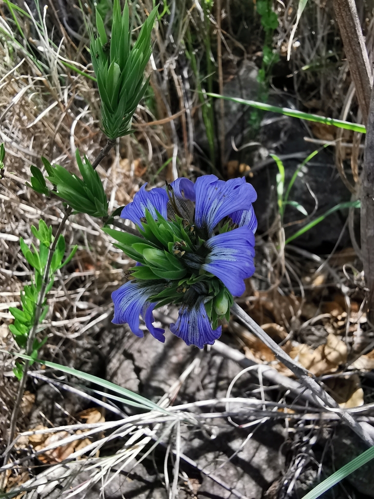 Sclerochiton triacanthus from Umjindi, South Africa on October 30, 2022 ...