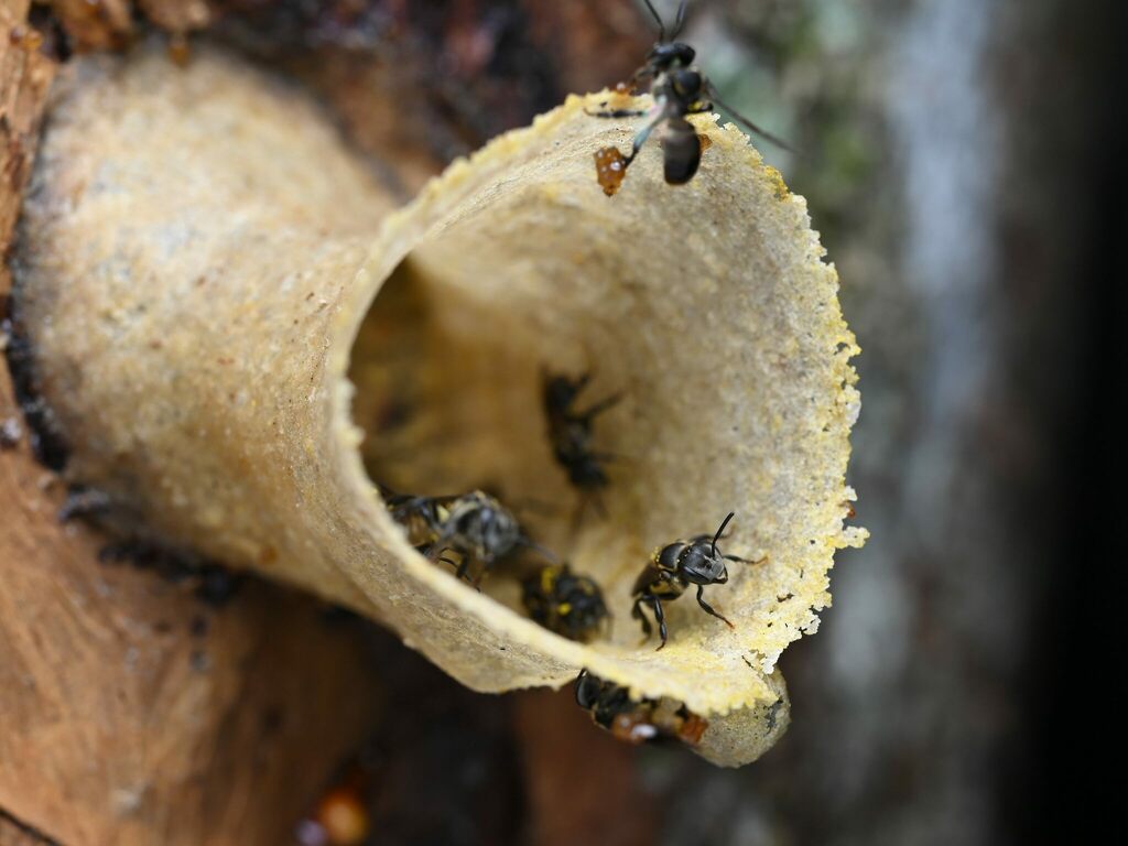 Lepidotrigona flavibasis from 中国云南省西双版纳傣族自治州勐腊县 on November 10, 2022 at ...