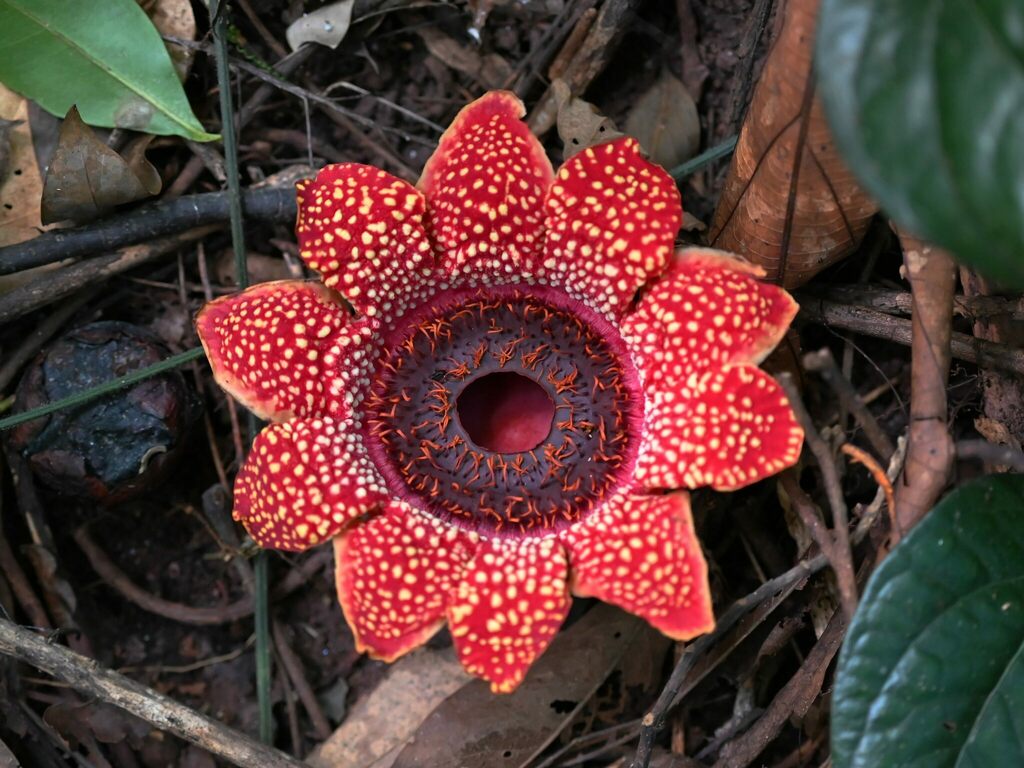 Himalayan sapria from 中国云南省西双版纳傣族自治州勐腊县 on November 12, 2022 at 01:32 ...