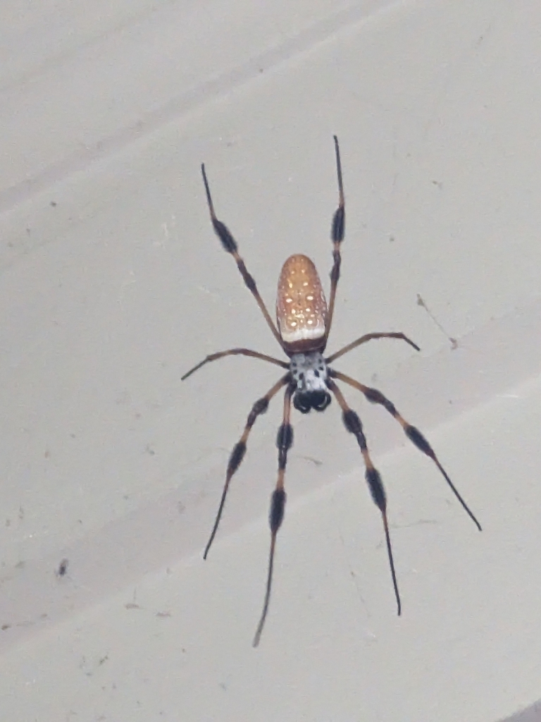 Golden Silk Spider from Bald Head Island, NC 28461, USA on November 11 ...