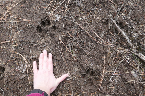 Mountain Lion Tracks – NatureTracking