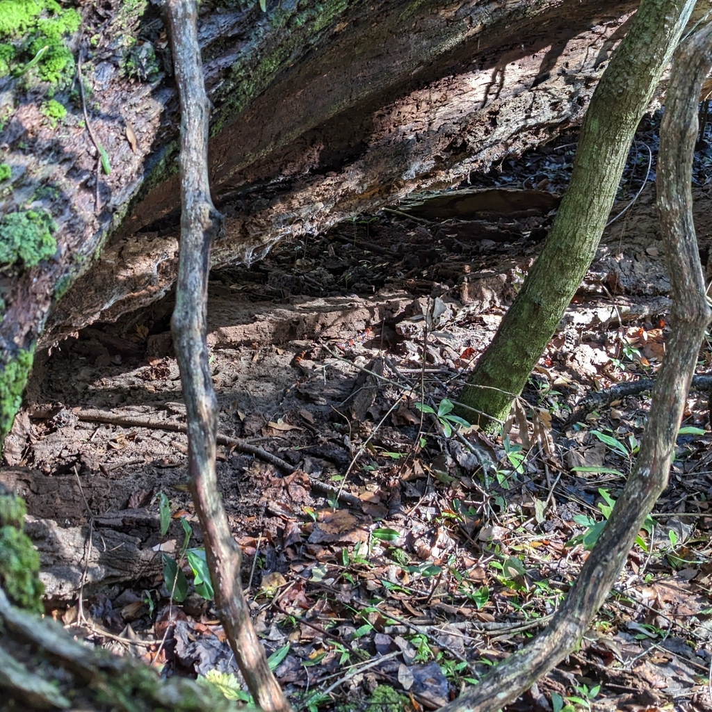 Eastern Coralsnake from Gainesville, FL 32641, USA on November 12, 2022 ...