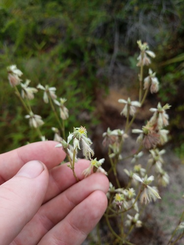 Scrub Buckwheat (Variety Eriogonum longifolium gnaphalifolium ...