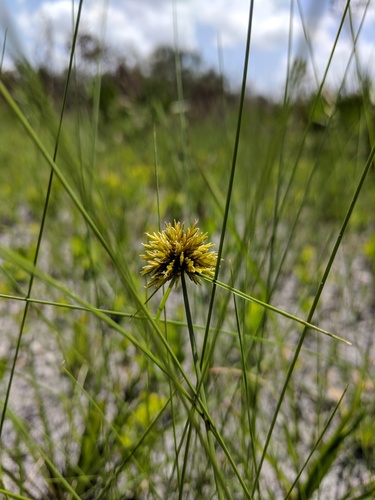 Slender Sand Sedge (Cyperus filiculmis) · iNaturalist United Kingdom