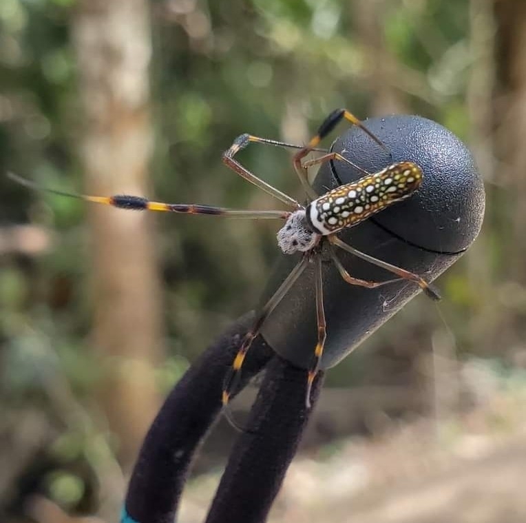Golden Silk Spider from Lake Norris Conservation Area East Trailhead ...