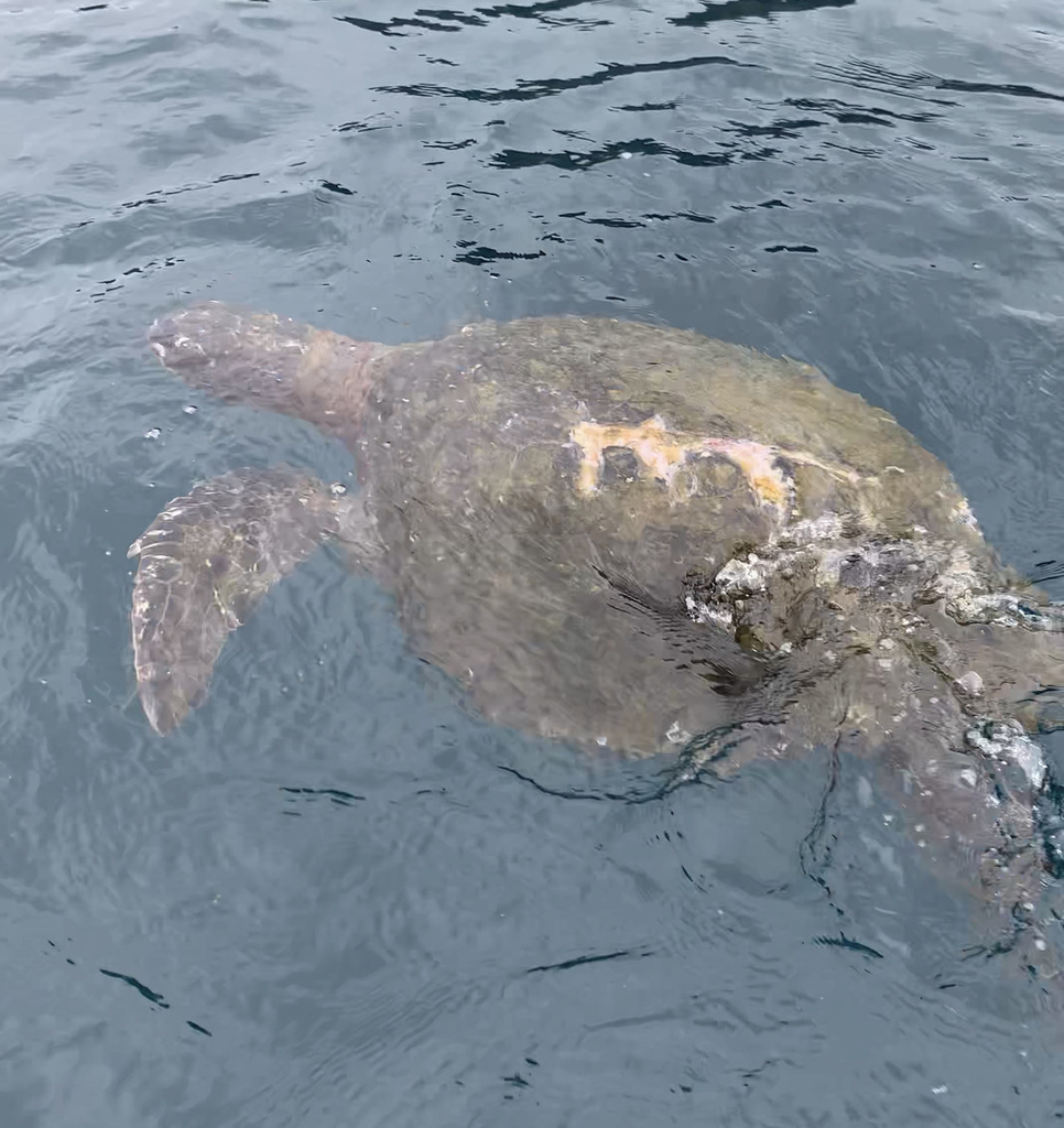 Typical Sea Turtles from Parque Nacional Machalilla, Manabí, EC on ...