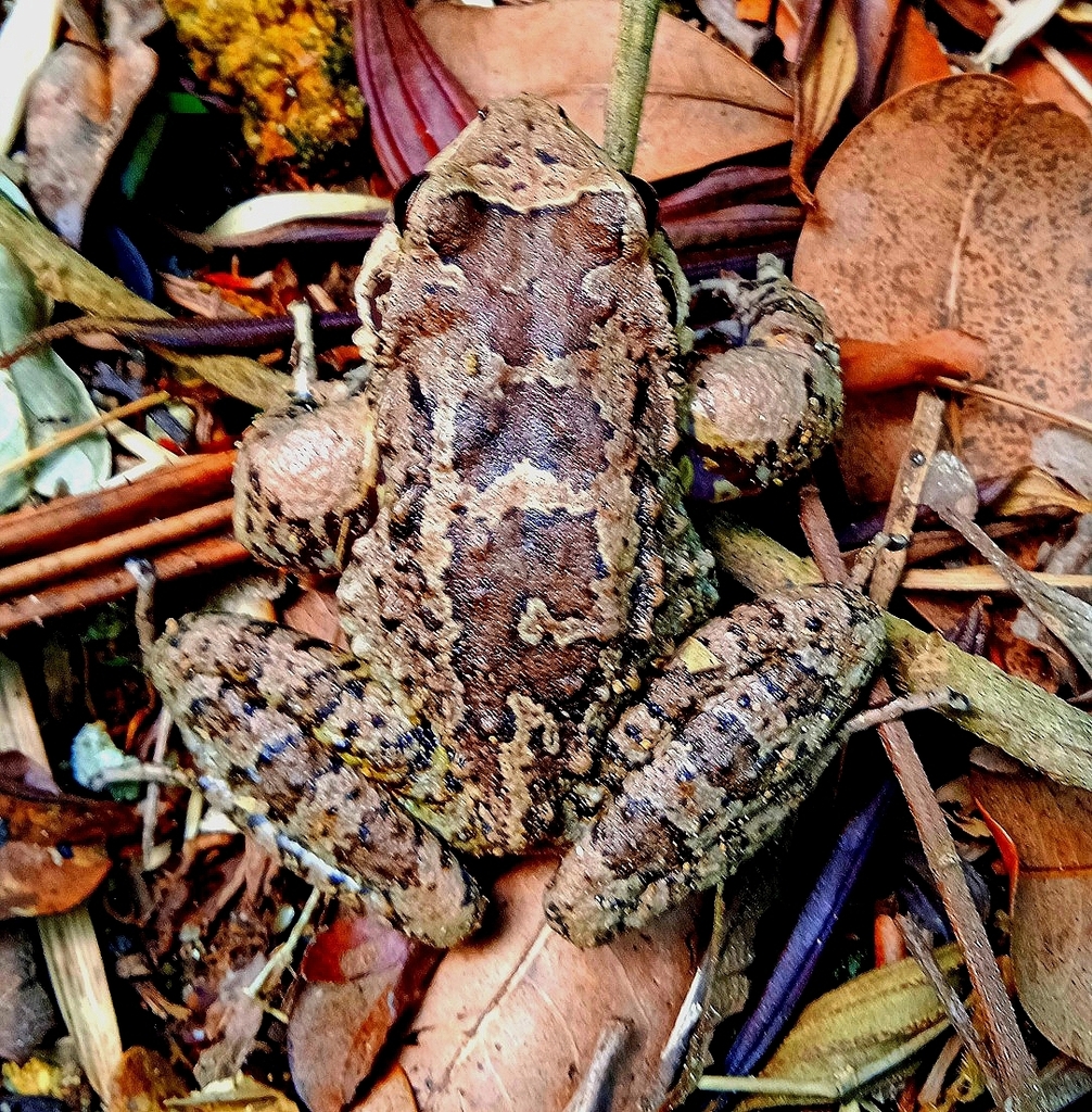 Thoropa miliaris from Vargem Grande, Petrópolis - RJ, Brasil on October ...