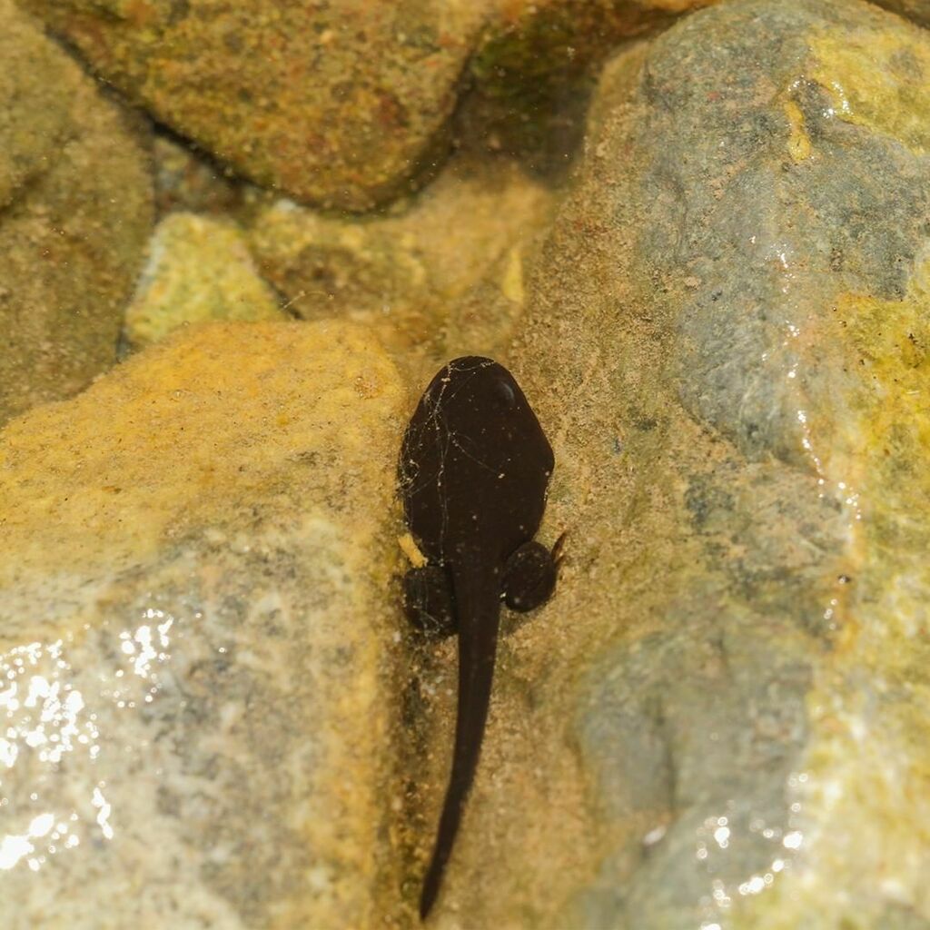 Beaked Toads from Penalolen, Peñalolén, Región Metropolitana, Chile by ...