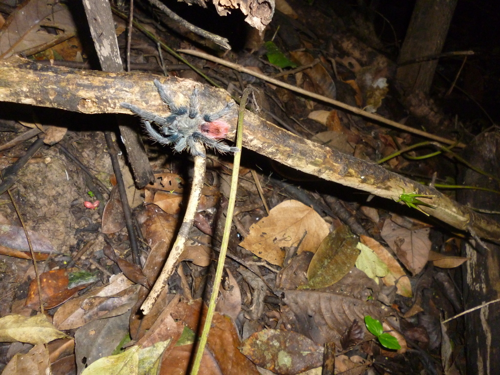 Peruvian Red-rump Tarantula from Loreto Province, Peru on July 24, 2018 ...