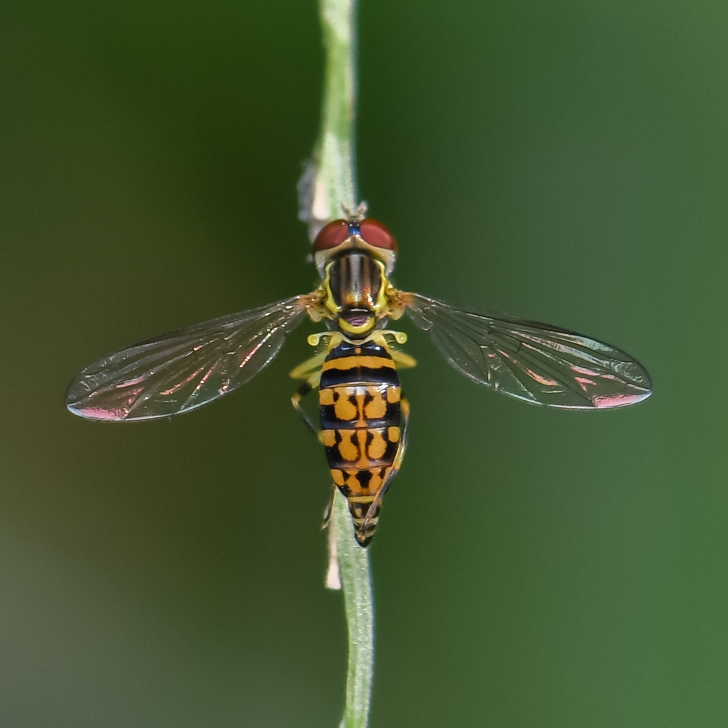Yellow-shouldered Calligrapher from Deerwood, Three Lakes, FL, USA on ...
