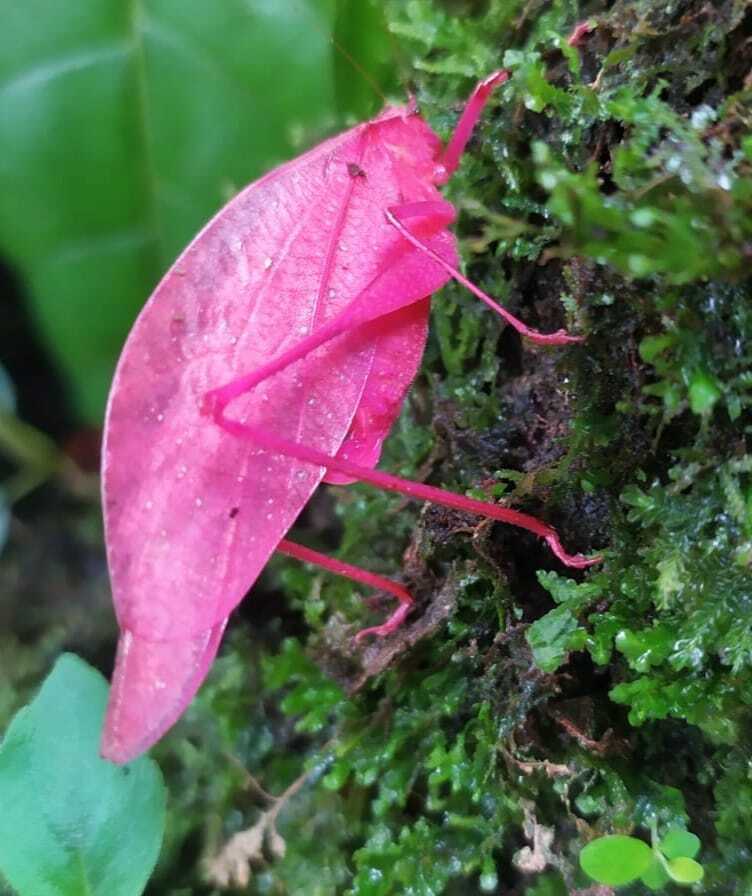 Orophus from Pangua, Ecuador on November 12, 2022 at 06:13 PM by ...