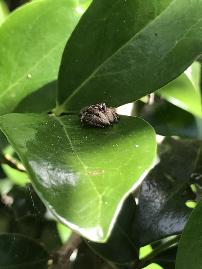 Simaetha from Fordsdale, QLD, AU on November 13, 2022 at 09:46 AM by ...