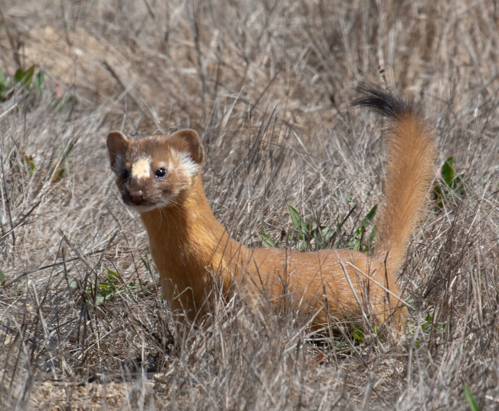 Long-tailed Weasel from Marin County, CA, USA on September 3, 2018 at ...