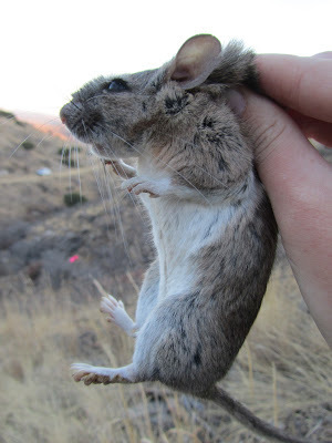 White-throated Woodrat (Utah Mammals) · iNaturalist Mexico