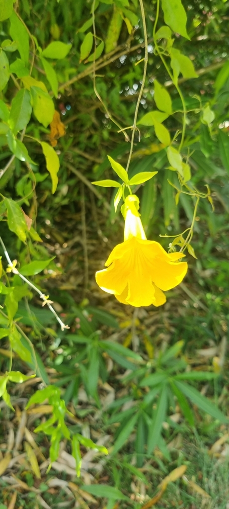 Catclaw vine from Wood St near Wentworth St hail 'n' ride, Warwick QLD ...