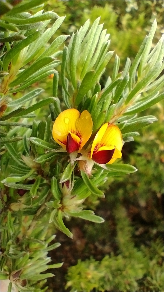 Pultenaea canaliculata from Yankalilla, AU-SA, AU on November 13, 2022 ...