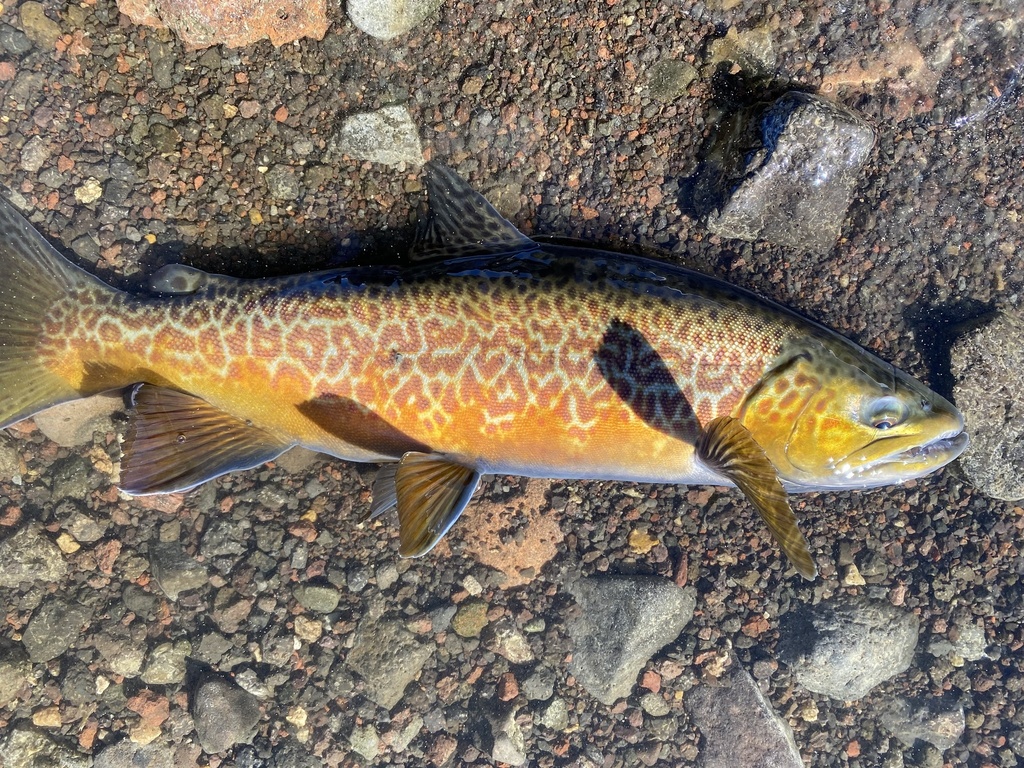 Tiger Trout from Panguitch Lake, Hatch, UT, US on November 11, 2022 at 10:50 AM by Joshua Verde ...