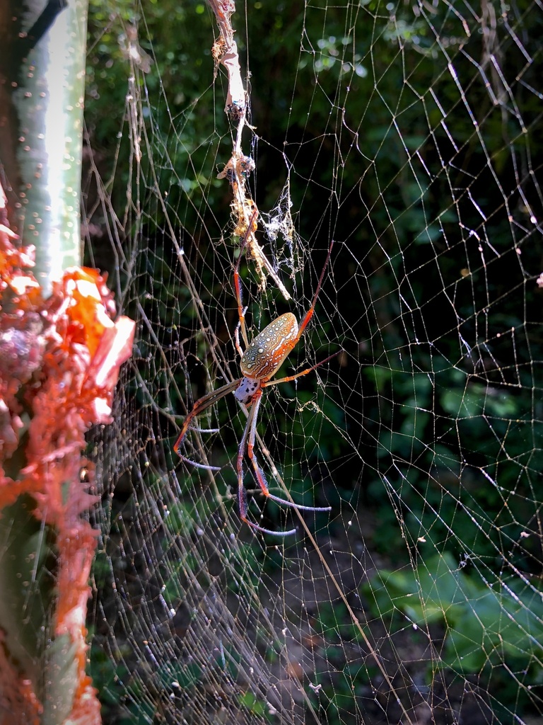 Golden Silk Spider from Puerto Vallarta, JAL, MX on November 12, 2022 ...