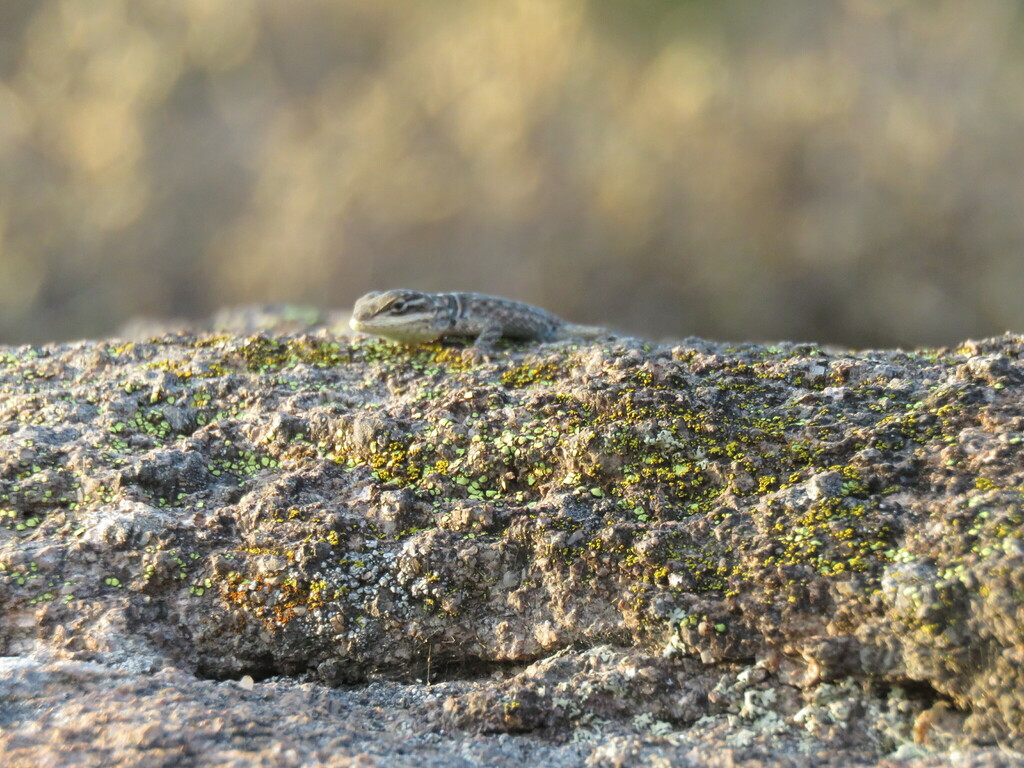 Minor Lizard in May 2019 by Faunística Conservación e Investigación de ...