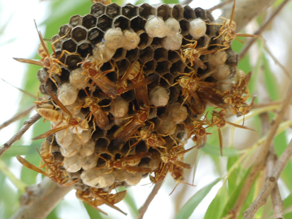 Golden Paper Wasp from Zona de restauración Laguna Grande, Francisco ...