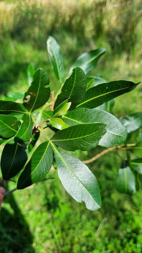 Flindersia collina from Lamington QLD 4285, Australia on November 13 ...