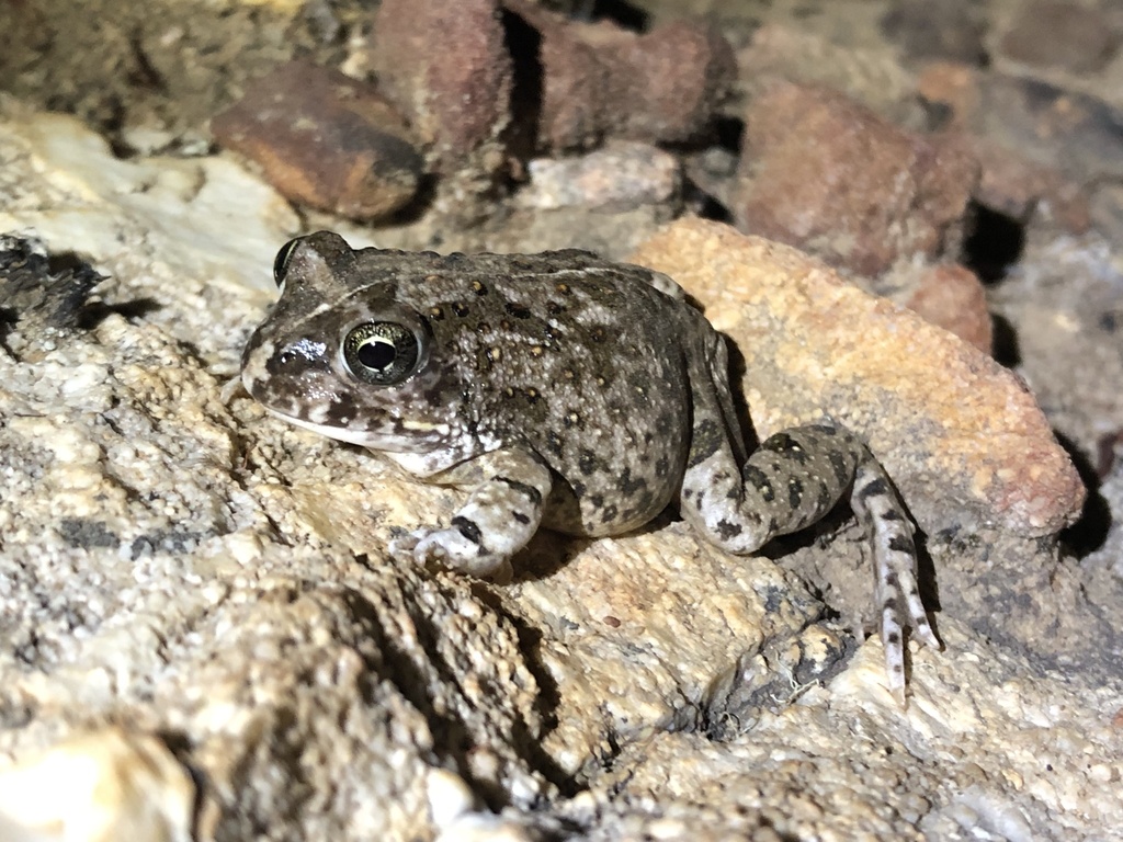 Cape sand frog from Witzenberg, Ceres, WC, ZA on November 11, 2022 at ...