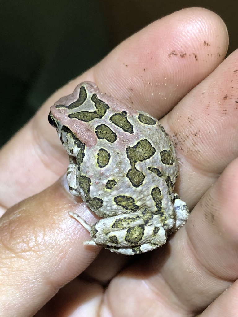 Raucous Toad from Witzenberg, Ceres, WC, ZA on November 11, 2022 at 09: ...