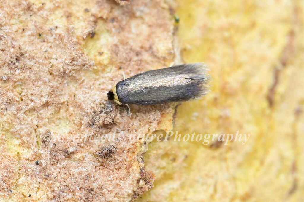 Pygmy Eye-capped Moths from 中国江苏省南京市玄武区 on November 11, 2022 at 09:22 ...