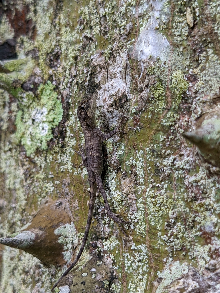 Diploderma polygonatum polygonatum in November 2022 by dobbby · iNaturalist