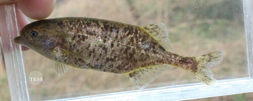 Marcusenius multisquamatus · iNaturalist