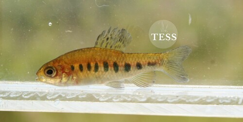 Genus Dundocharax · iNaturalist