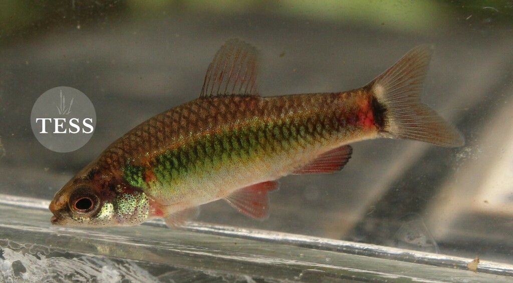 Ansorge's Neolebias from Cacongo, Angola on October 15, 2018 at 02:59 ...