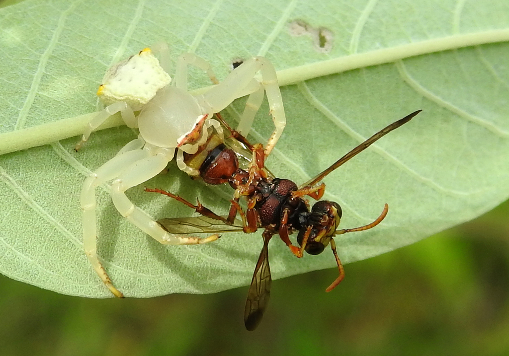 Masked Crab Spider from Bara Solemanpur, West Bengal, India on August ...