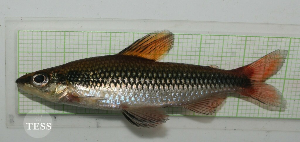 Nannocharax parvus from Cacongo, Angola on October 17, 2018 at 07:37 PM ...