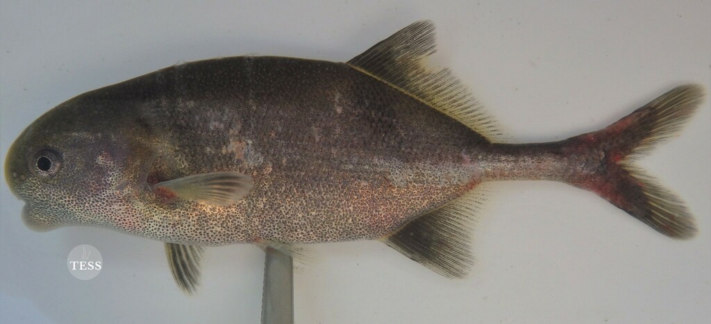 Cubango Stonebasher from Zambezi Region, Namibia on April 21, 2016 at ...