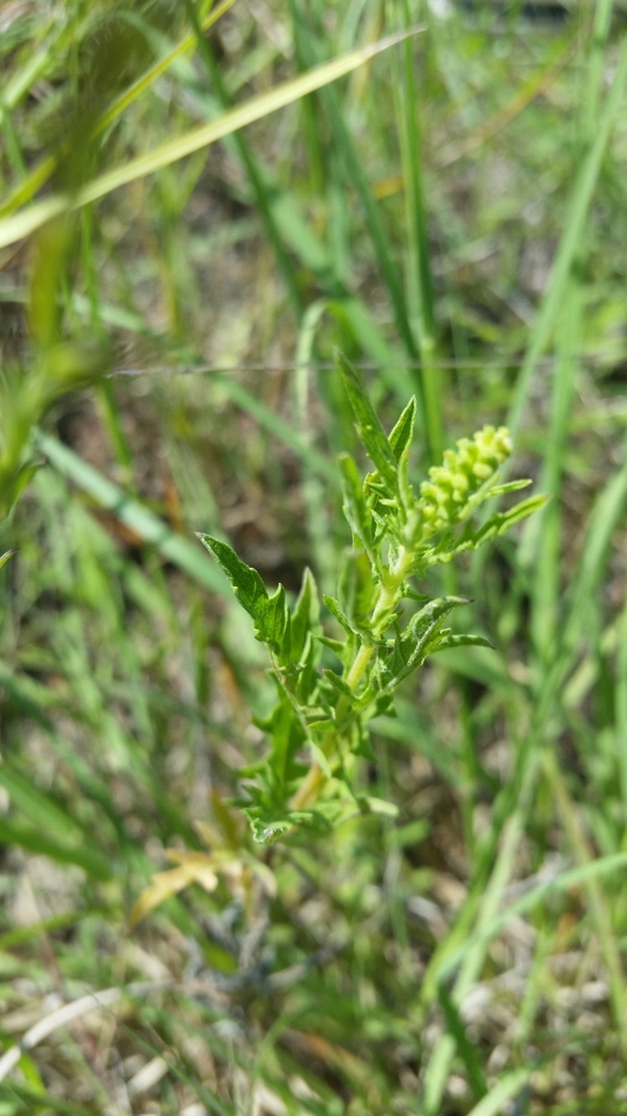 western ragweed from Harris County, US-TX, US on September 25, 2015 at ...