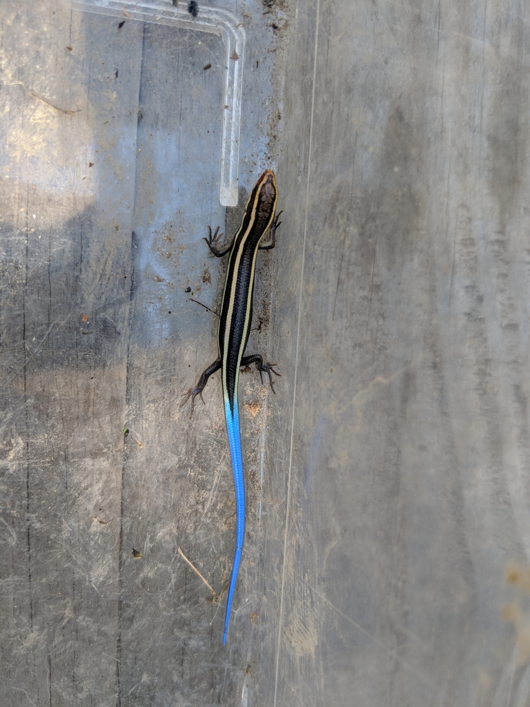 Western Skink from 2052 Kueffler Rd, Stevenson, WA 98648, USA on August ...