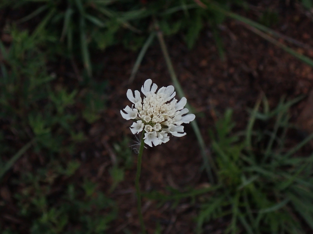 Small Scabious from Dr Kenneth Kaunda, North West, South Africa on ...