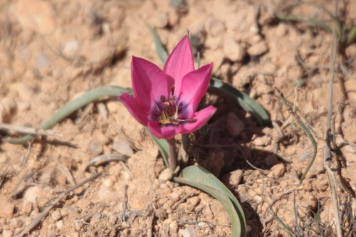 Subsection Humiles · iNaturalist United Kingdom