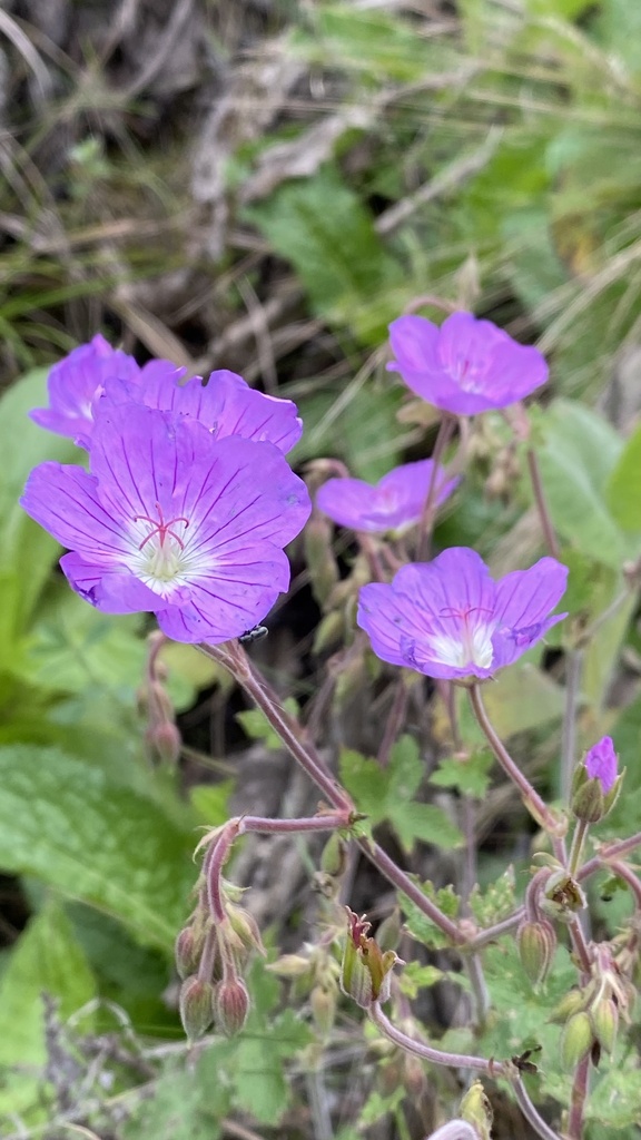 Geranium pulchrum from uKhahlamba Drakensberg Park, Inkosi ...