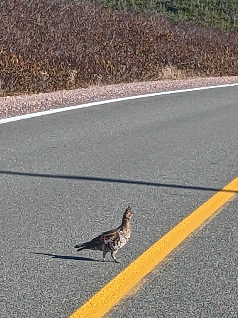 Ruffed Grouse from Fortune, NL A0E 1P0, Canada on October 28, 2022 at ...