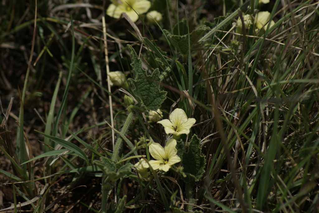 South African Spiny Cucumber from Dr Kenneth Kaunda District ...