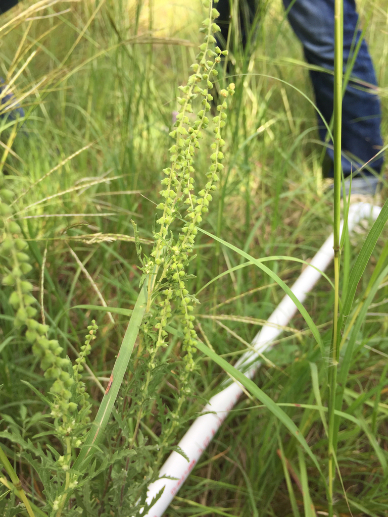 western ragweed from Rice University, Houston, TX, US on September 25 ...