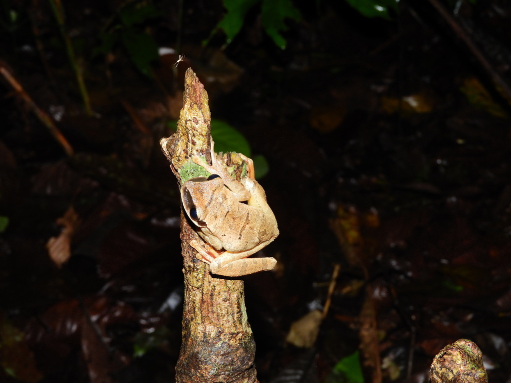 Broad-headed Tree Frogs from Manú Province, Peru on October 14, 2022 at ...