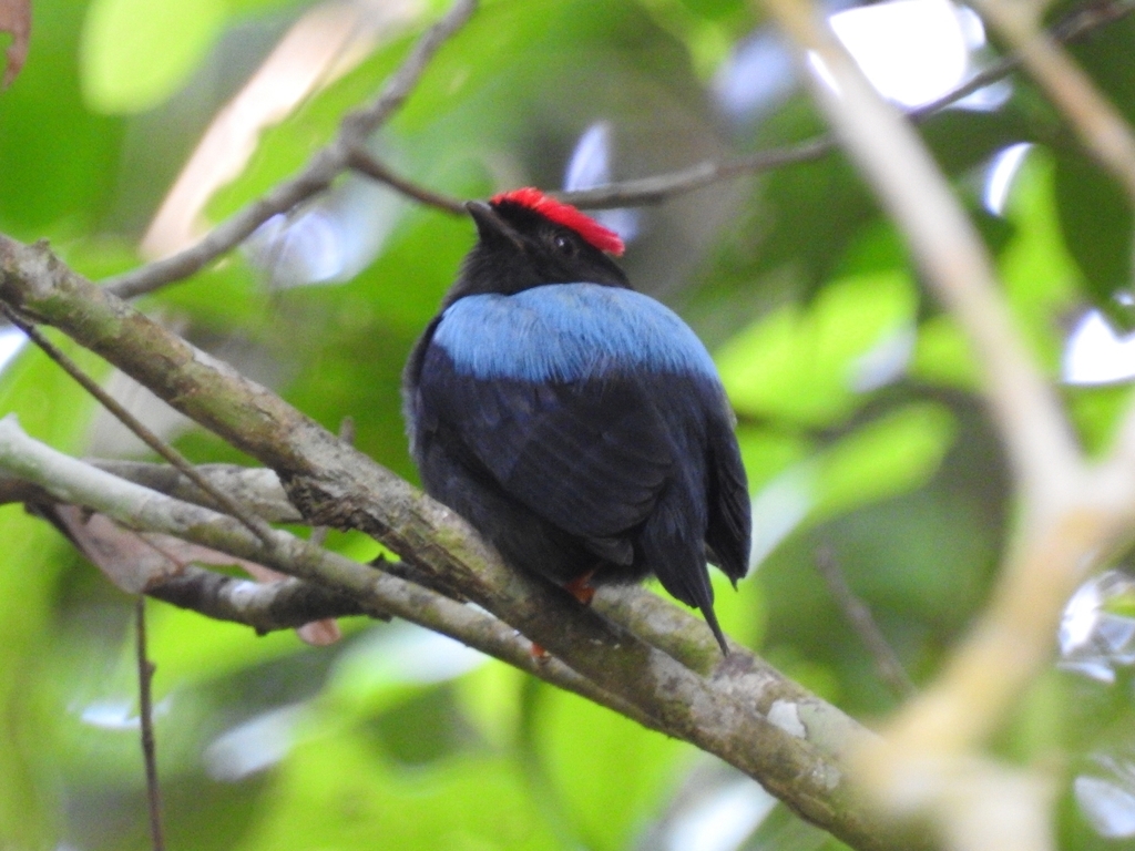 Lance-tailed Manakin from Puntarenas Province, Costa Rica on April 15, 2022 at 02:31 PM by ...