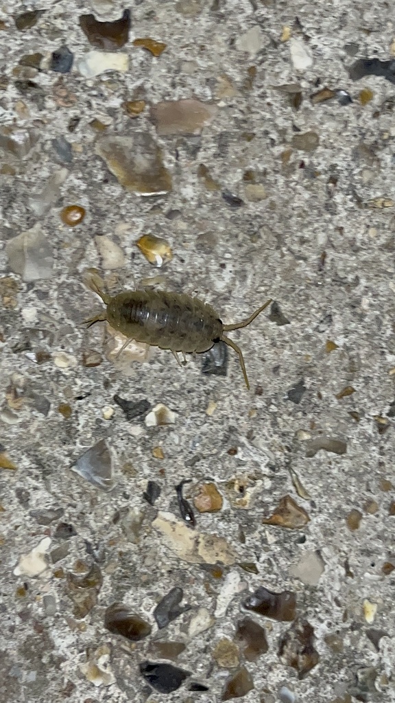 Common Sea Slater from Saint-Valery-en-Caux, Normandie, FR on October ...