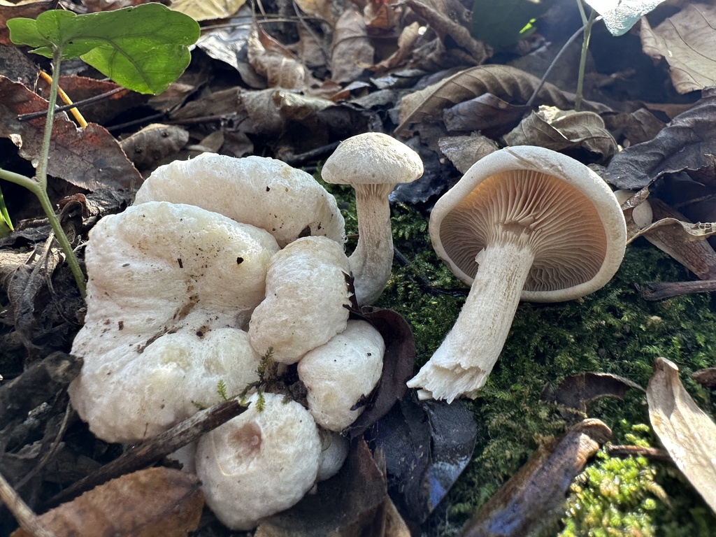 Aborted entoloma from Overton Park, Memphis, TN, US on November 13 ...